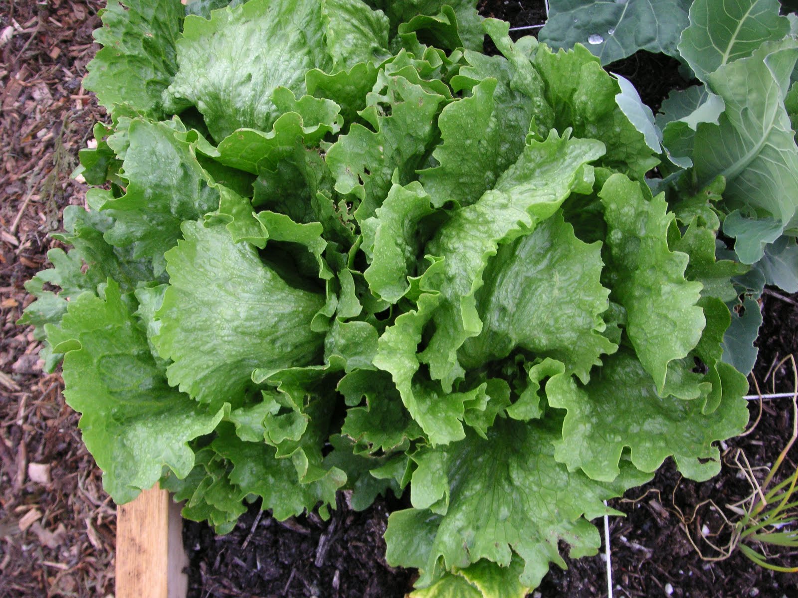 Your Gardens Are Making Me Hungry!