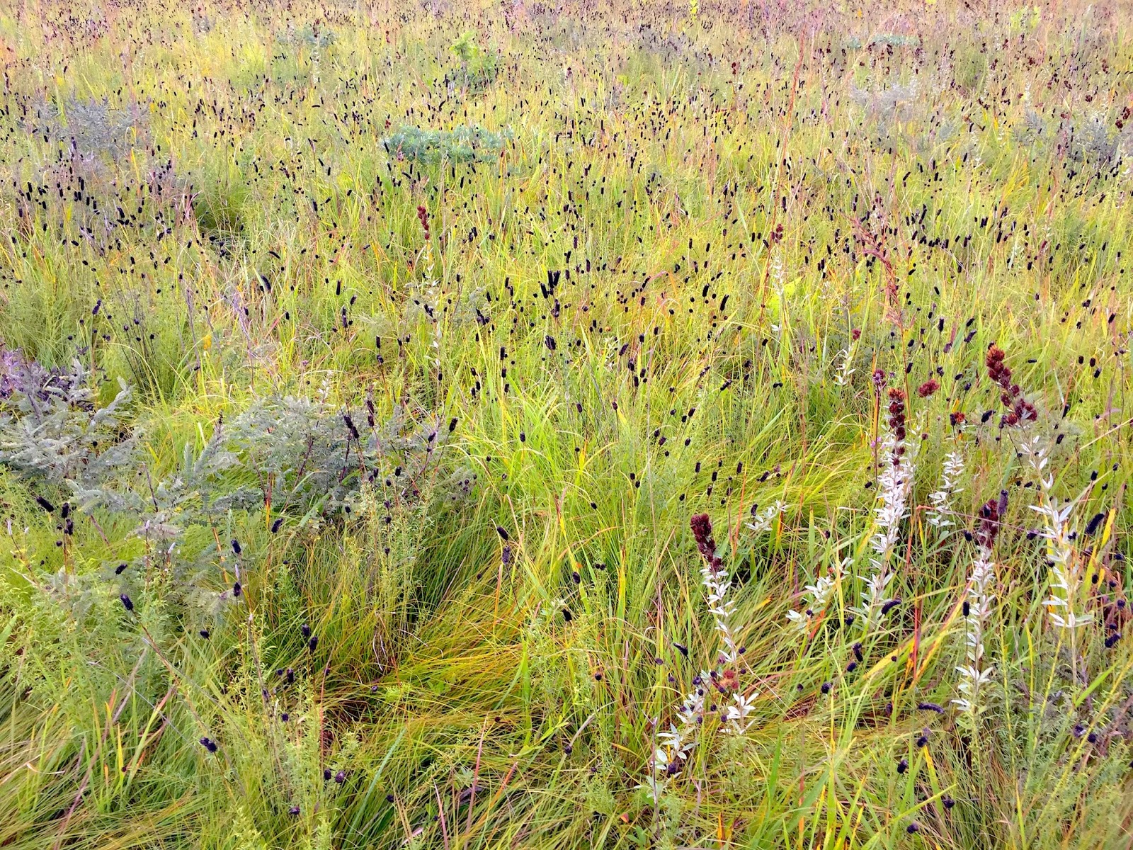 Strategies for Stewards: from woods to prairies : Gray Goldenrod – How ...