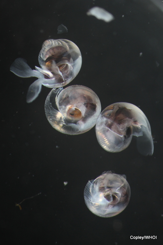 Charismatic Microfauna: Pteropod Videos