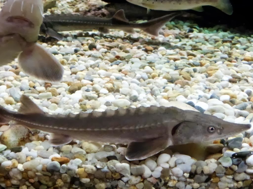 Taxonomía Chordata: Clase Actinopterygii Orden Acipenseriformes ...