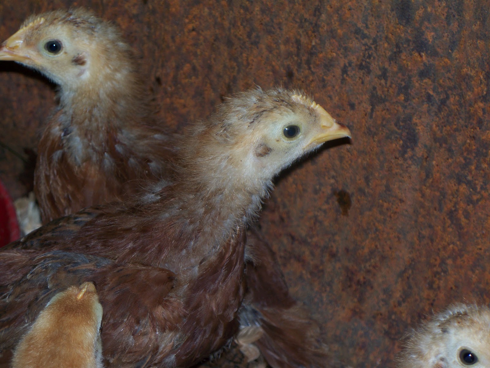 Jabez Farm: chicken haircuts