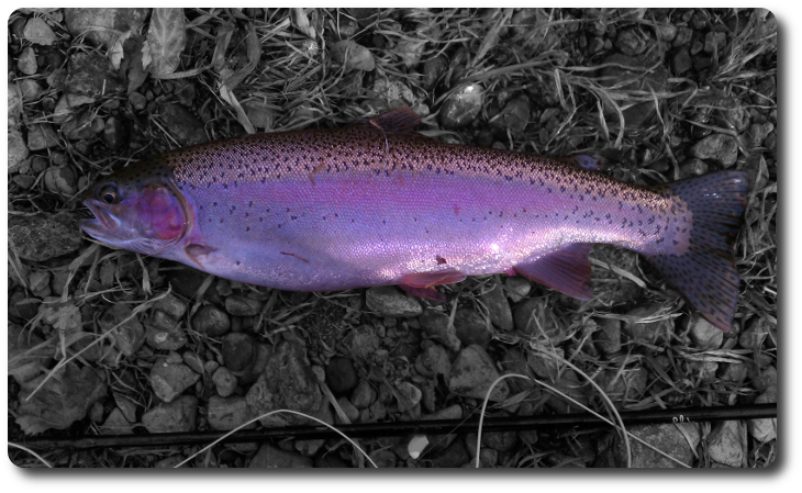 Illinois Wisconsin Fishing: a mid november recap