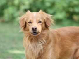 Walking in my own Wonderland: A DARK BROWN DOG by Stephen Crane