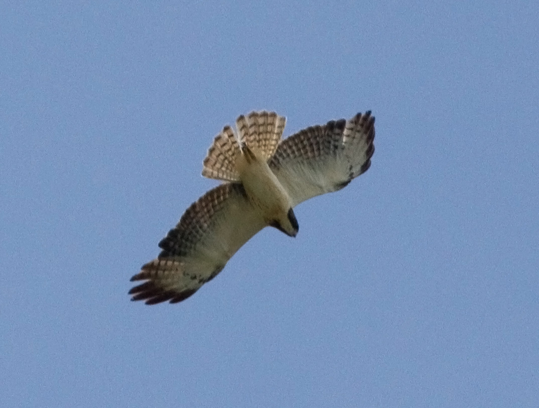 Diana Churchill Birds: Short-tailed Hawk and more