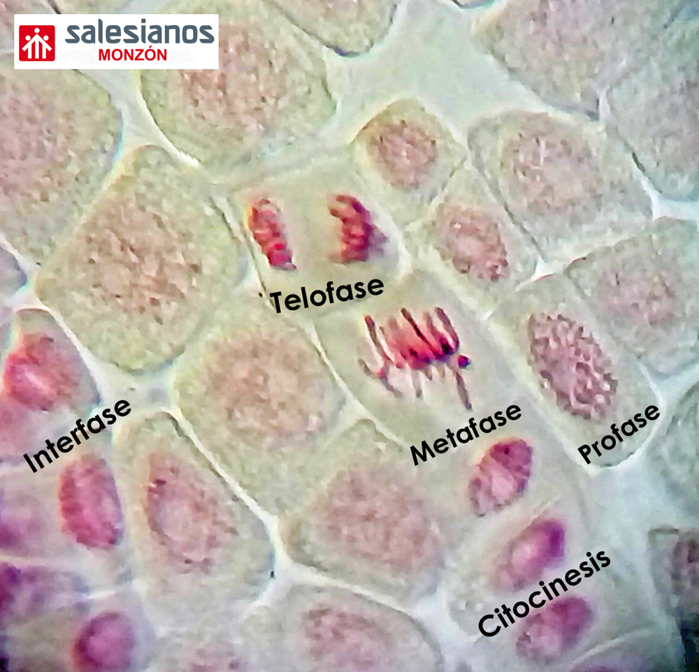 ConCiencia: Observación de Mitosis en células vegetales