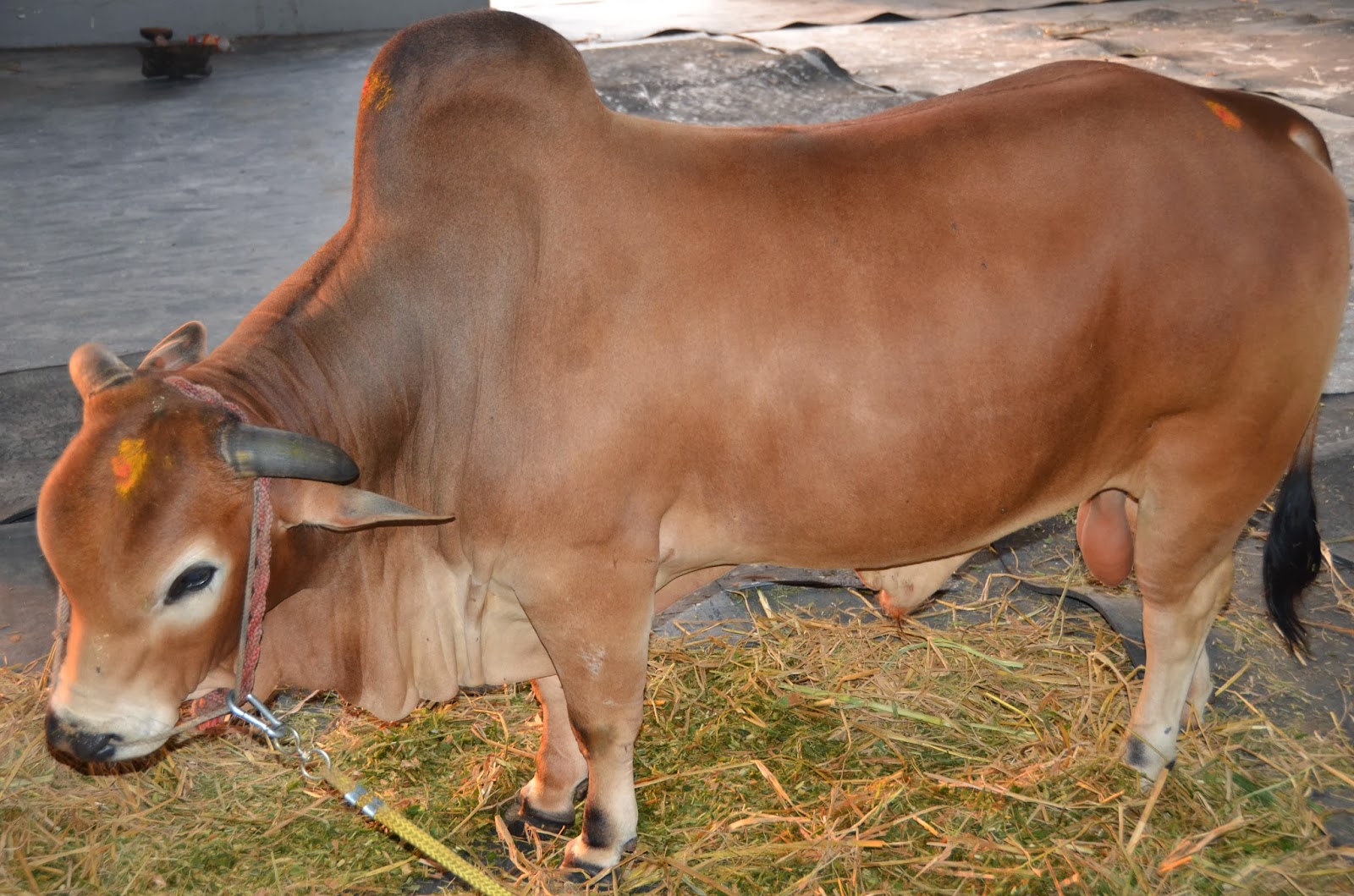 Punganur Cow - JungleKey.in Image