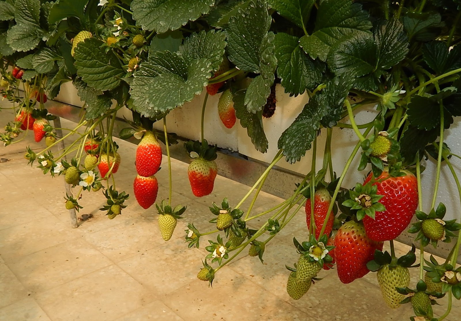 Kuweight 64: VISIT TO BLUE LAKE FARM - ALBOHAYRA ALZARQA