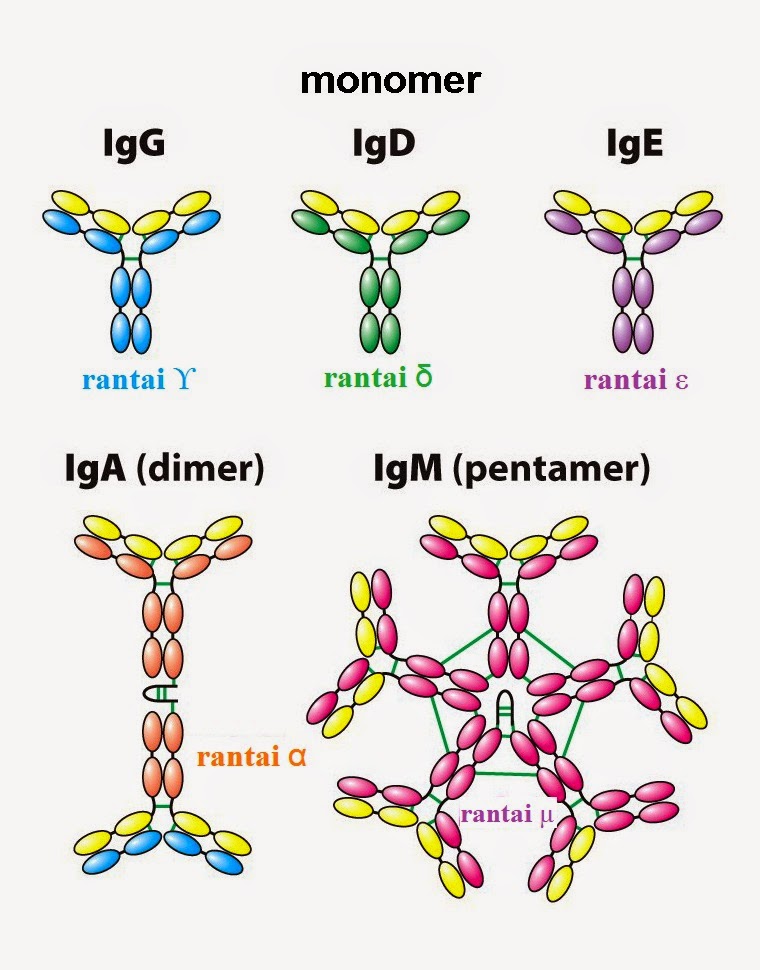 MATERI TENTANG SISTEM PERTAHANAN TUBUH BIOLOGI SMA\MA Kelas XI