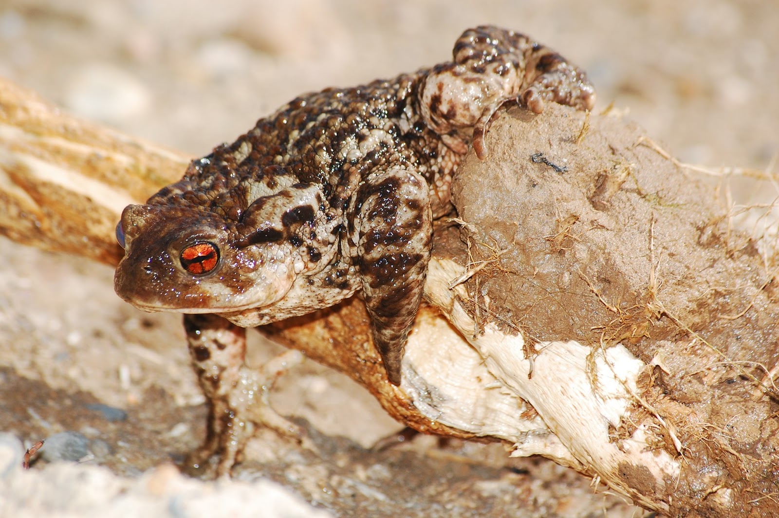 Espacio dedicado a la naturaleza: Sapo Corredor (Epidalea calamita)