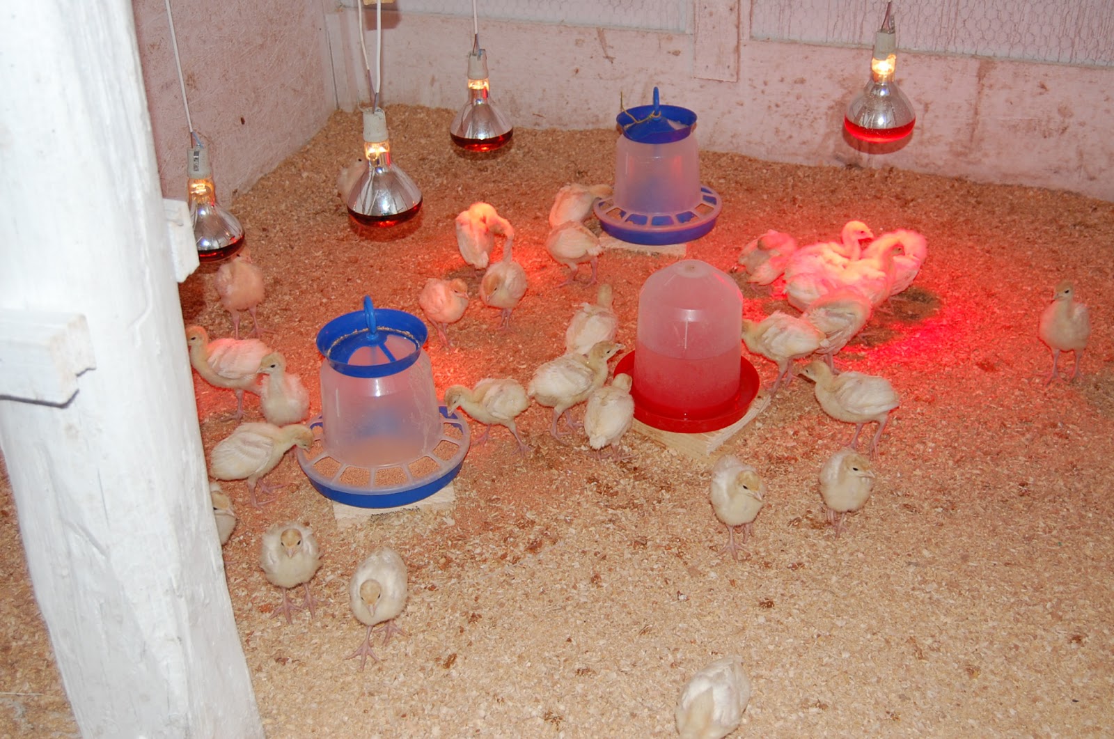 Miniferma de Curcani: Prima generatie de curcani din acest an