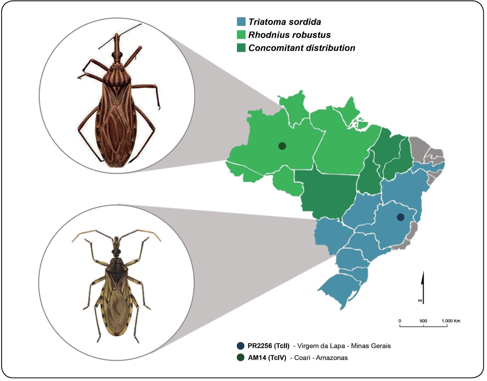 Um pouco mais sobre doença de chagas