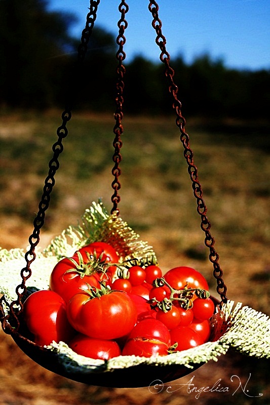 Angel's food: Bulion~suc de rosii