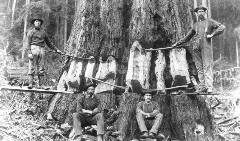 20 Vintage Photos of Lumberjacks Who Felled Big Trees Using Only Hand ...