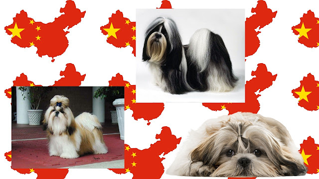 Razas de perros Chinos: Pequeñas, Grandes y Sin Pelo