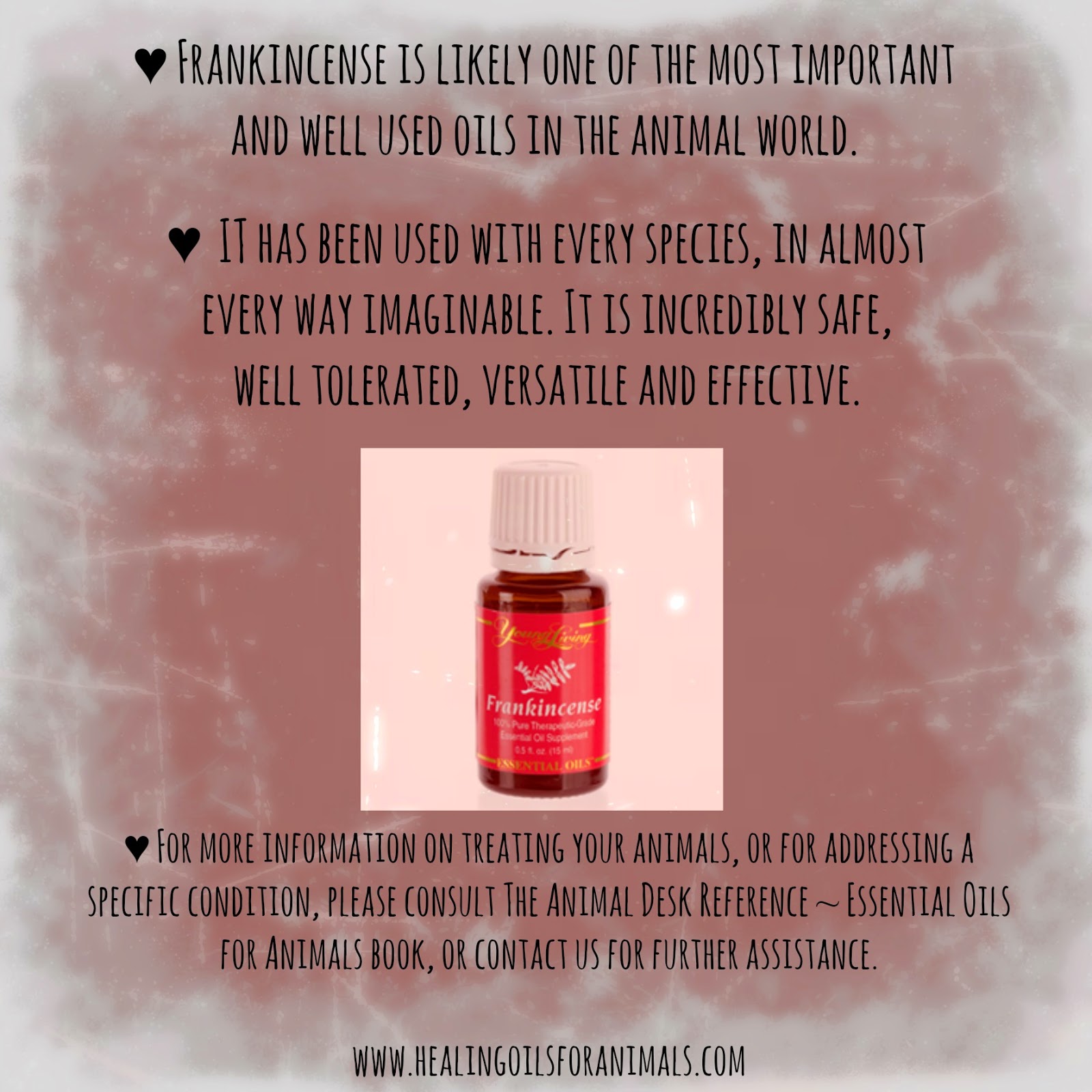 Healing Oils For Animals: The Benefits of Essential Oils for Animals ...