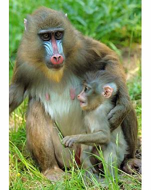 la naturaleza: los mandriles