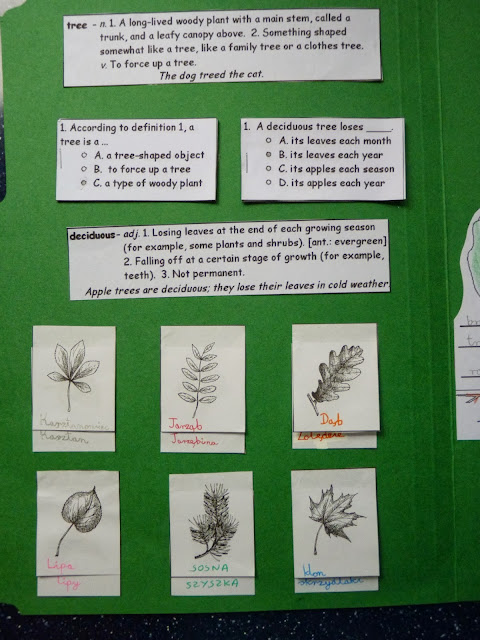 Lapbook o drzewach - Leaves Lapbook