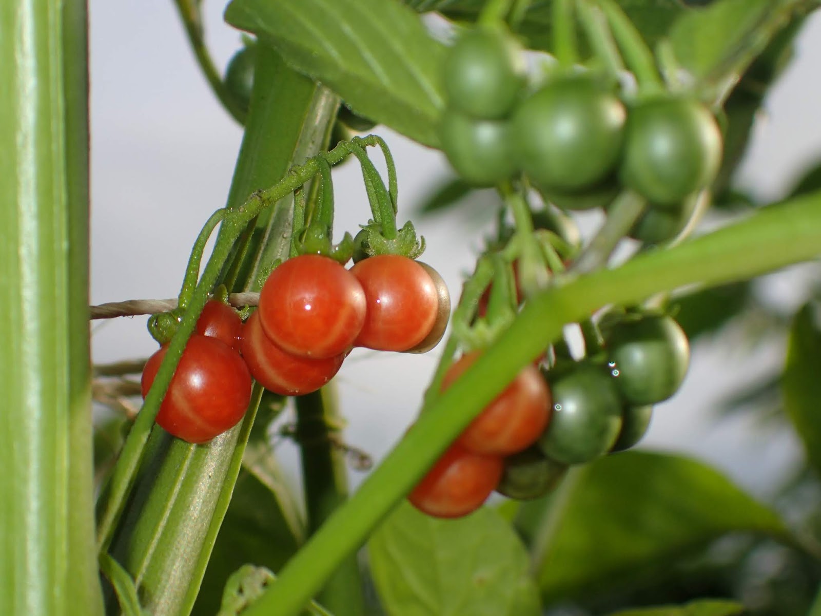 Scirpidiella's Plants: Rare “Black Nightshades” (Solanum sect. Solanum)