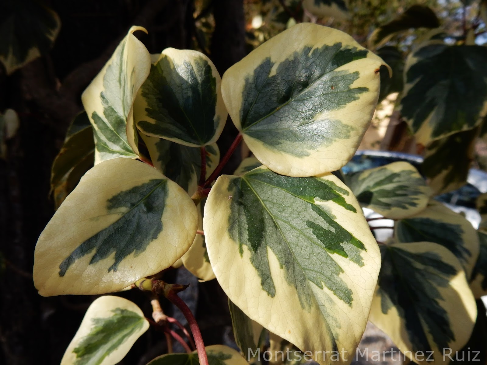 Plantas de hojas variegadas - BOTÀNIC SERRAT