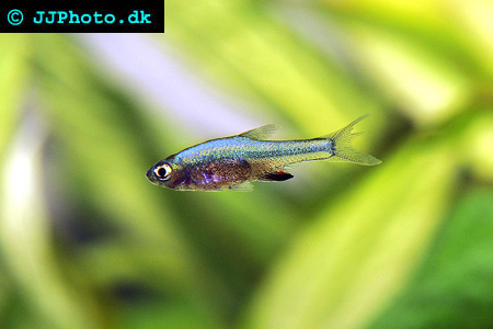 Axelrod Rasbora (Sundadanio axelrodi ) | Malioboro