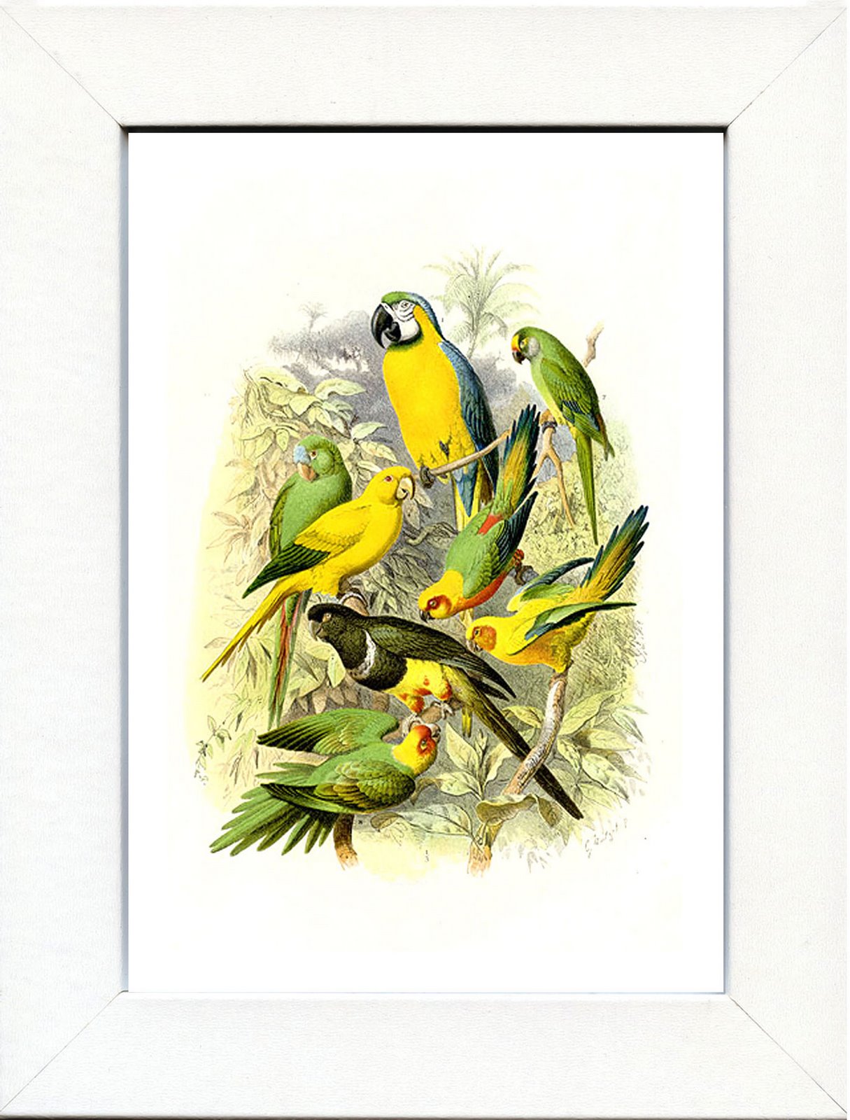 jjjewel.resimlerim: PAPAĞAN TEMALI RESİMLER