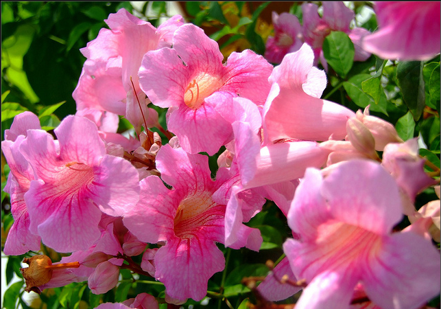 Tanaman: Jenis Tanaman Bunga Rambat