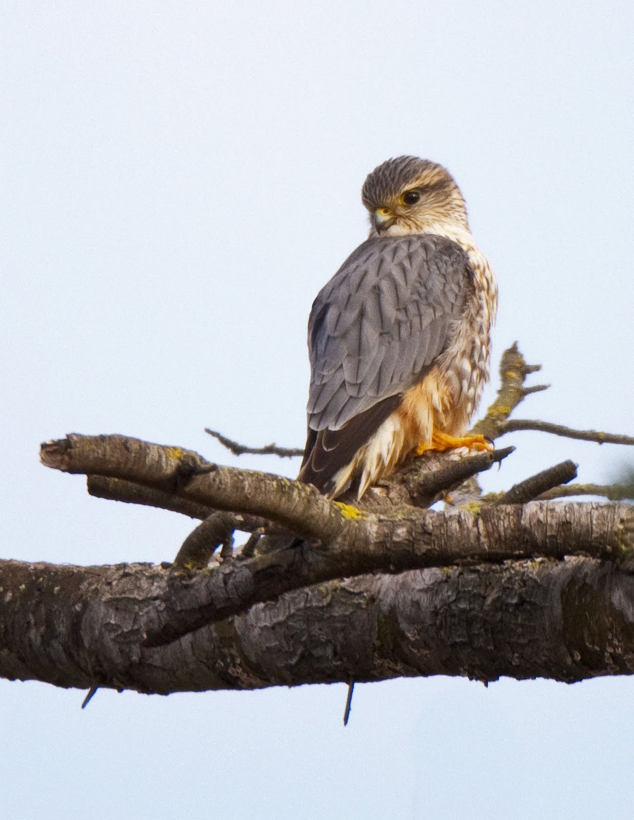 Female Merlin Falcon Flying