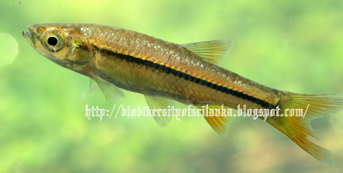 Biodiversity of Sri Lanka: කිරි දණ්ඩියා/කුඩමස්සා[Kiri Dandiya/Kudamassa ...