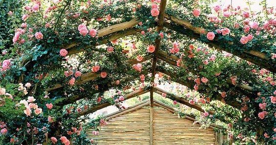 Two Men and a Little Farm: CLIMBING ROSE PERGOLA INSPIRATION THURSDAY