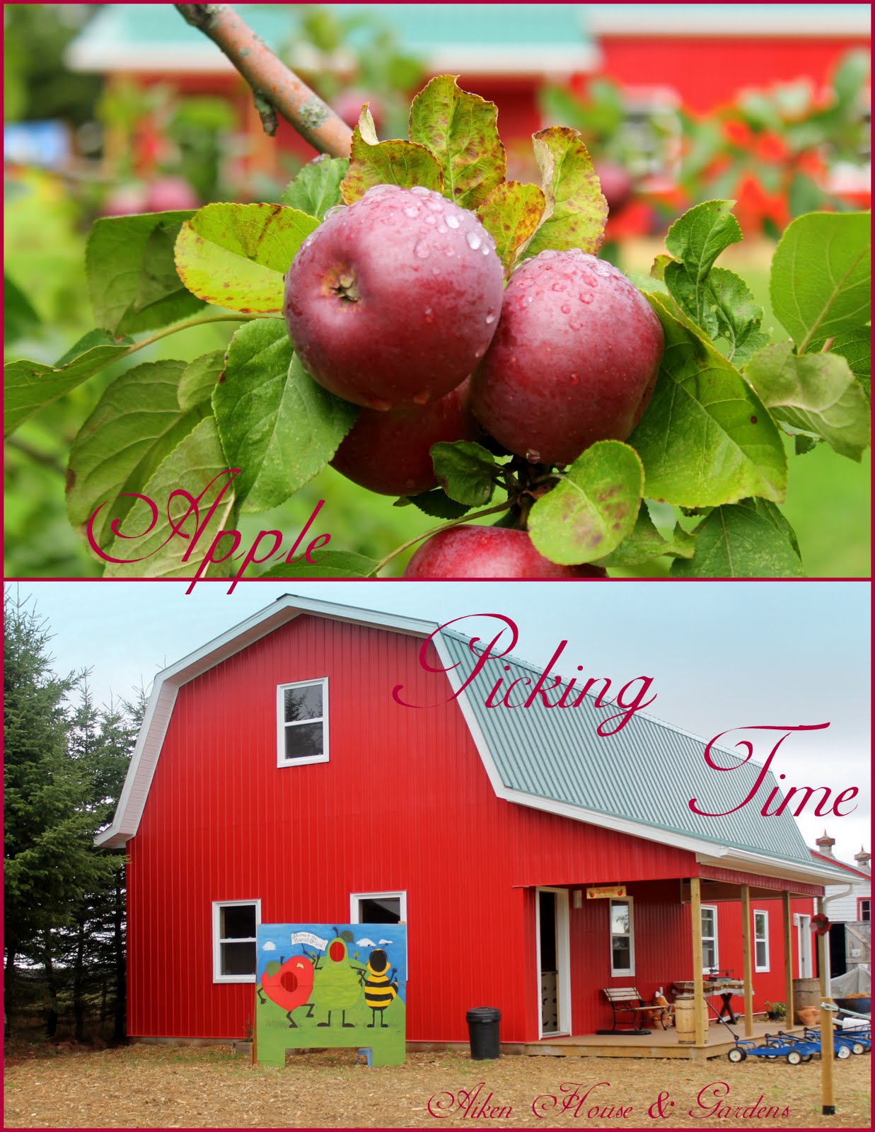 Aiken House & Gardens: Apple Picking Time