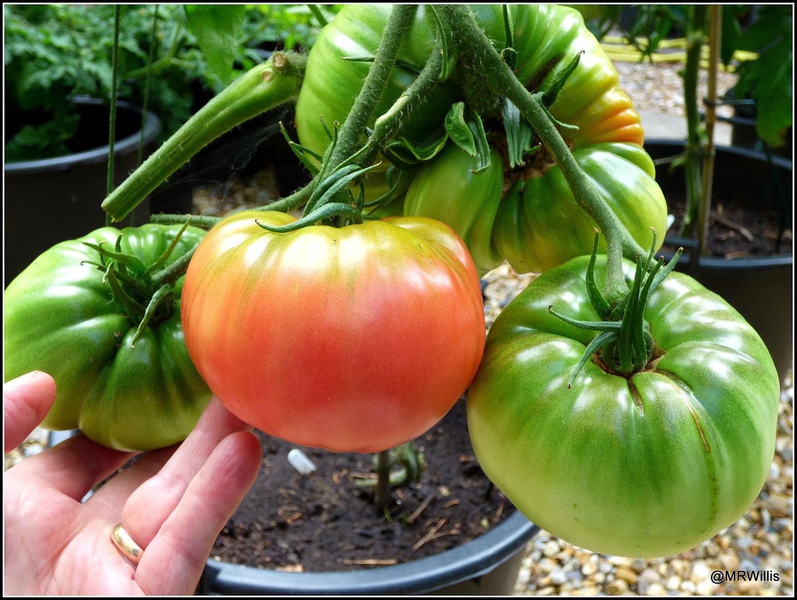 Mark's Veg Plot: It's Tomato time!