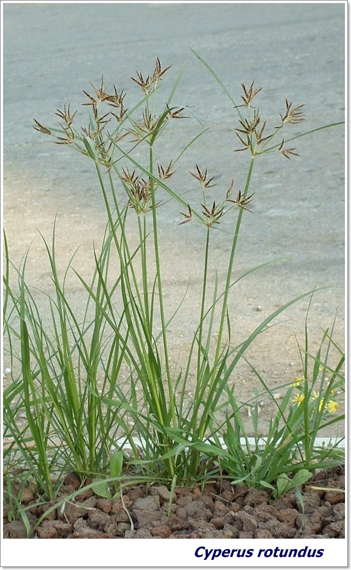 Klasifikasi/ Kunci Determinasi Rumput Teki (Cyperus rotundus L. )