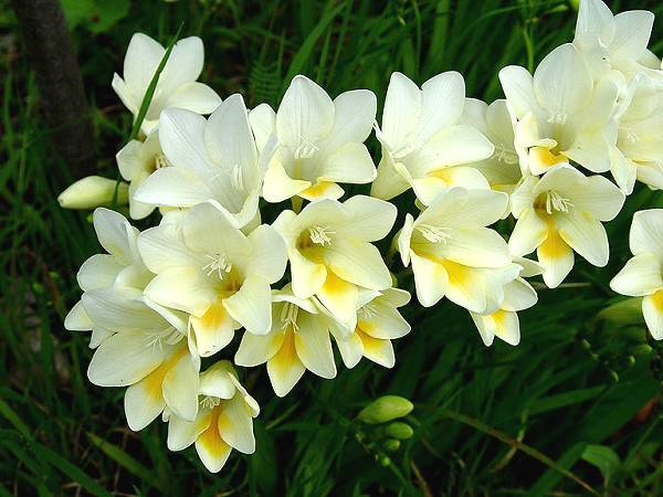 Flowers: Freesia