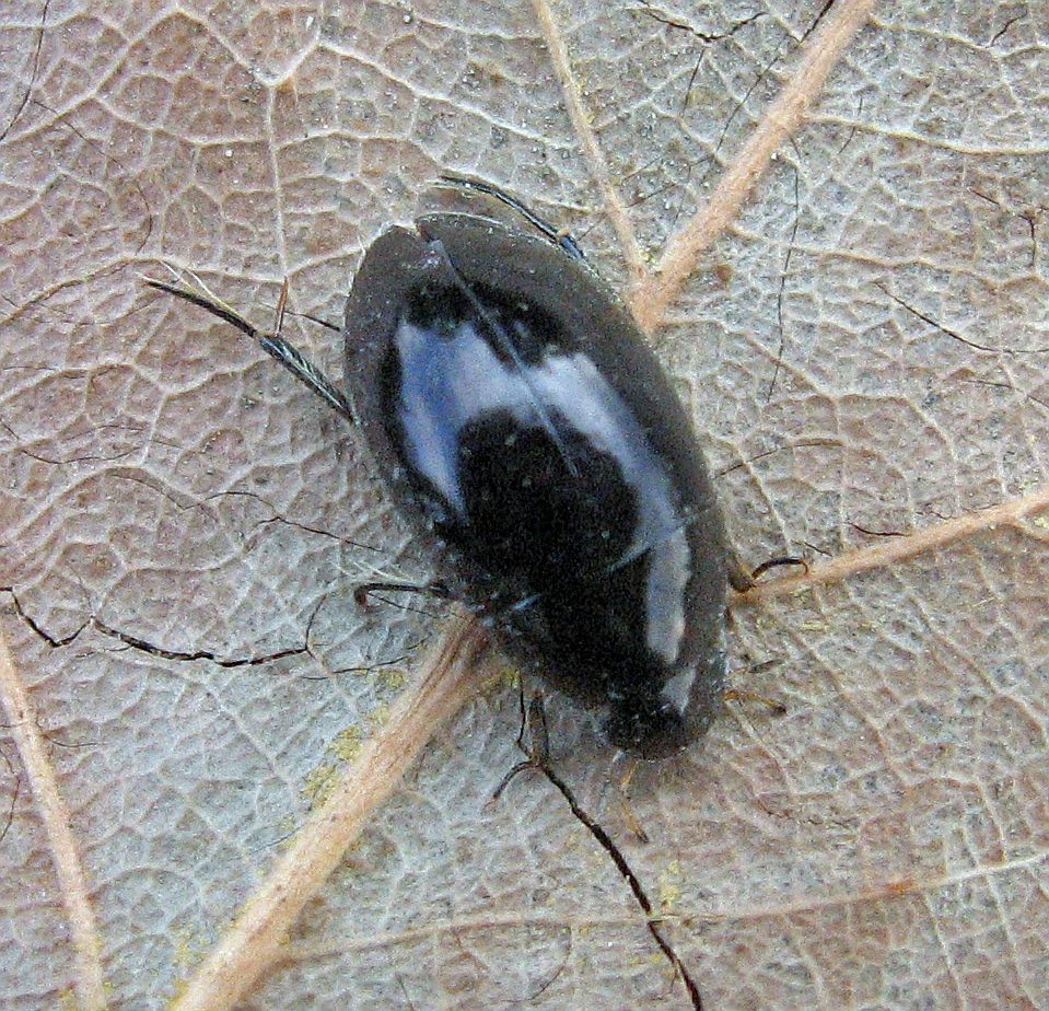 Tangled Web: Coleopteran Conundra