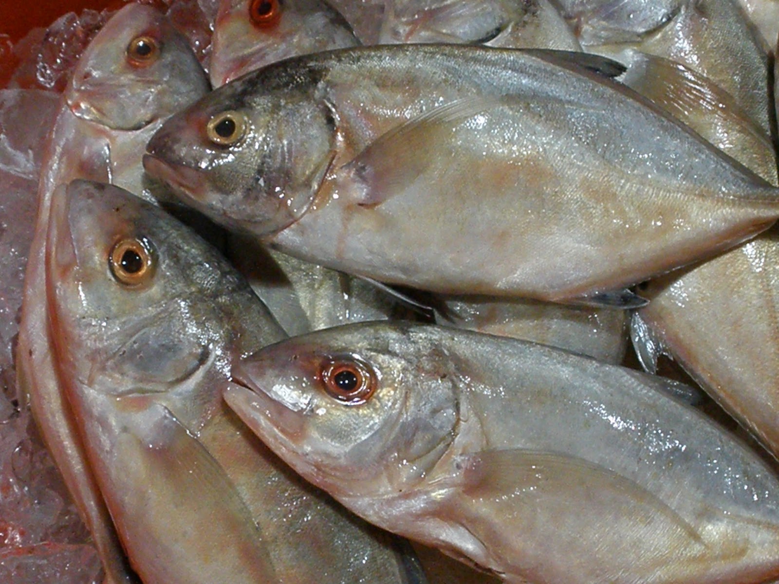 PASAR IKAN SEGAR