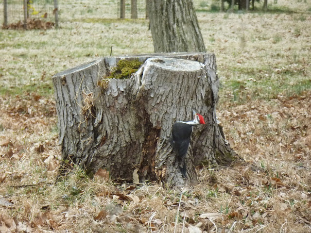 Morris Arboretum: Why Dead Trees Make Great Homes