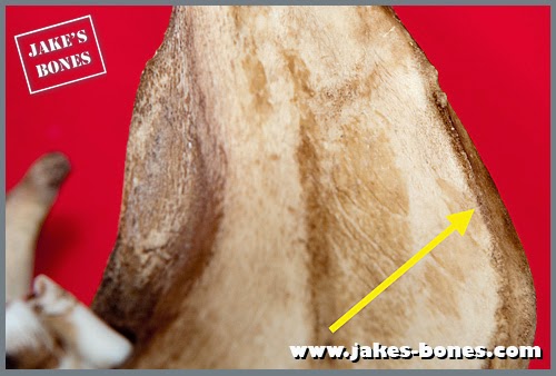 The three skeleton mystery : Jake's Bones