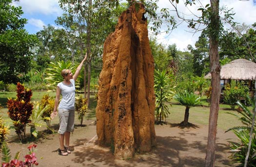 Musamus, Sarang Semut Raksasa di Papua yang Bisa Mencapai 5 Meter ...