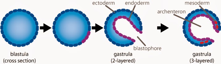 PaleoStories: Il dizionario di Paleostories: Ectoderma, Mesoderma ...