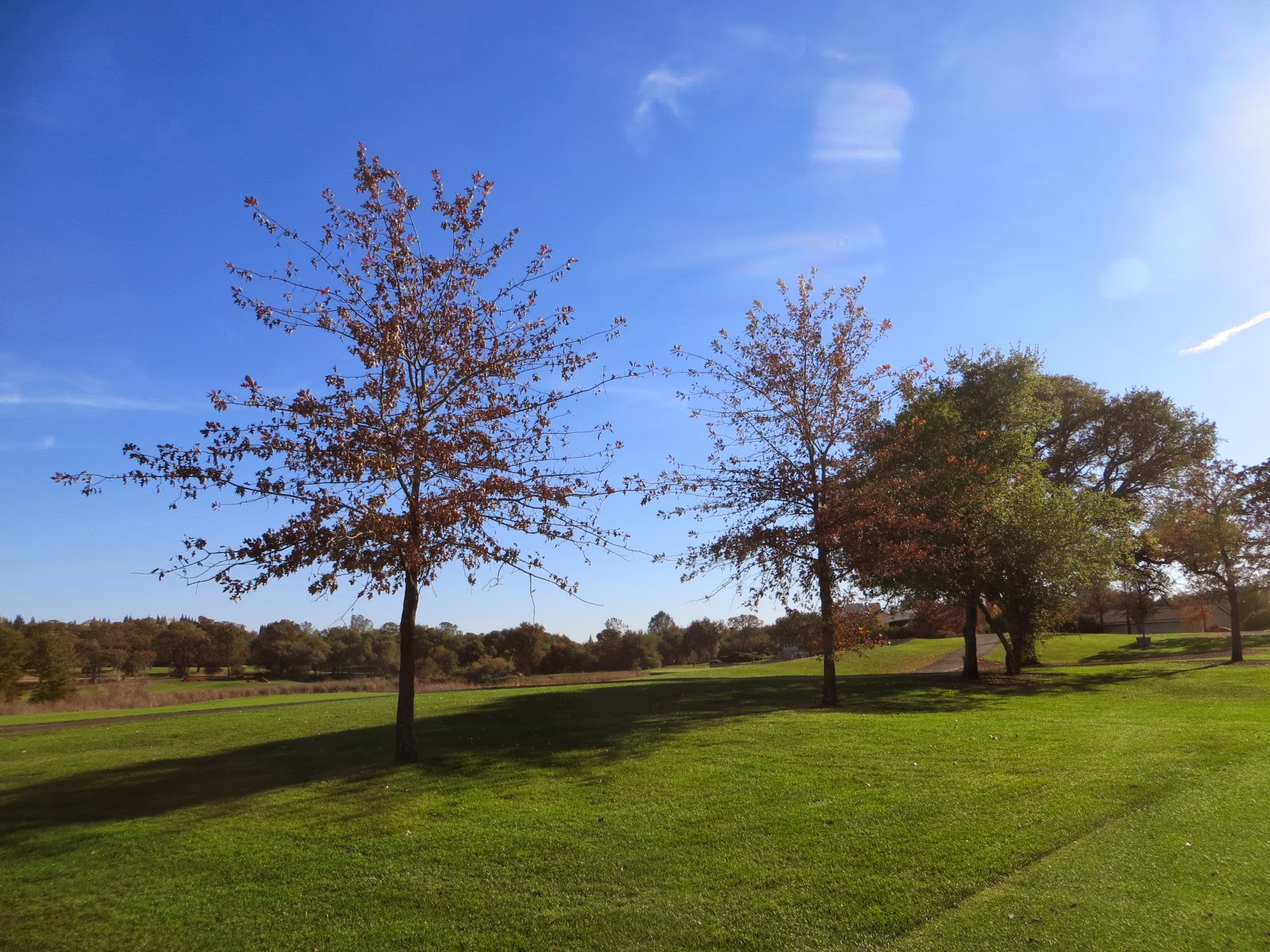 Granite Bay Golf Club Course Update: Tree Planting and Restoration