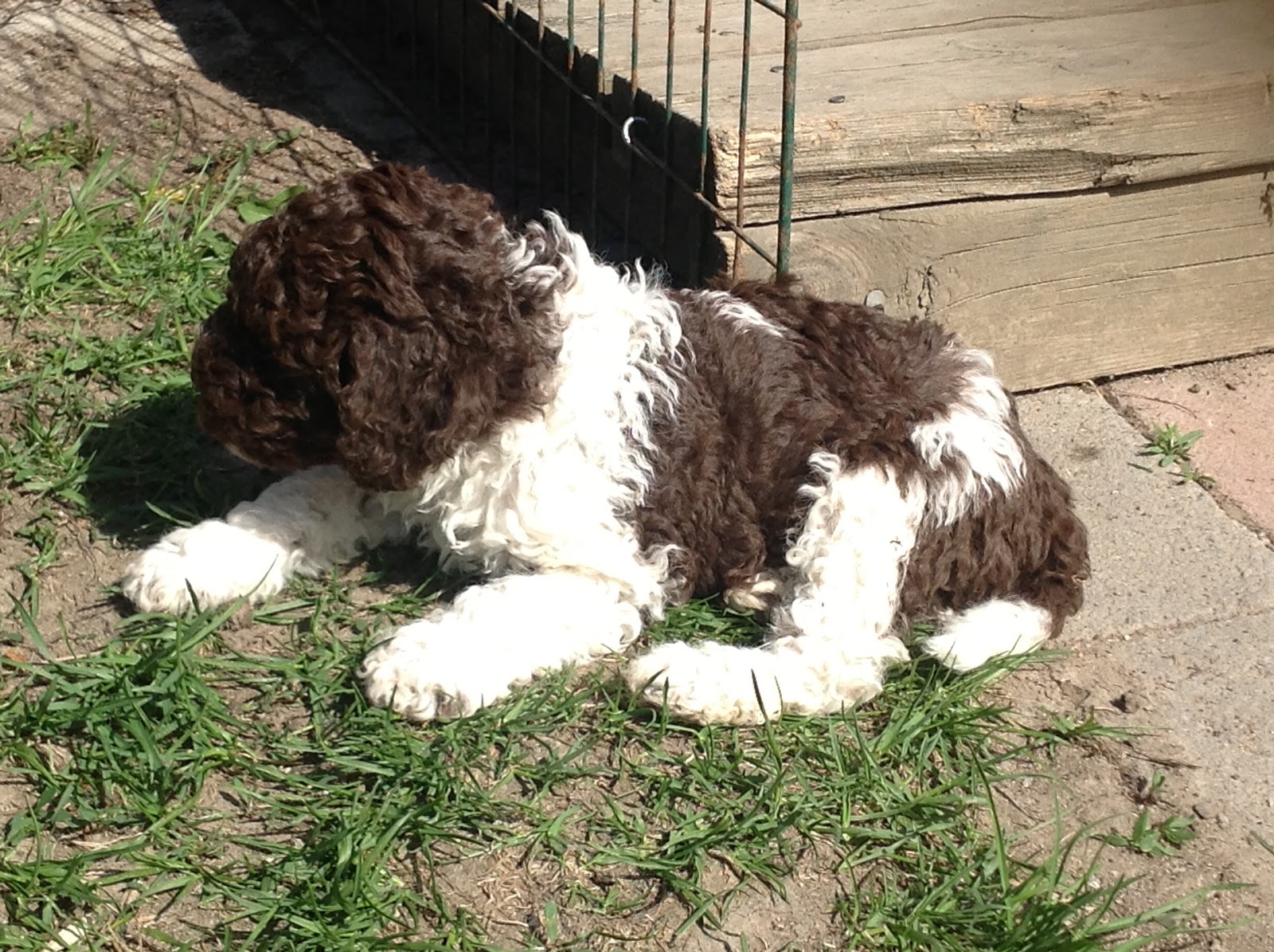 Graceline's Golden Retriever & Lagotto Romagnolo
