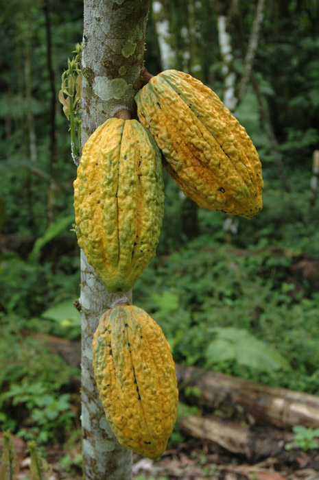 Main varieties of cacao.