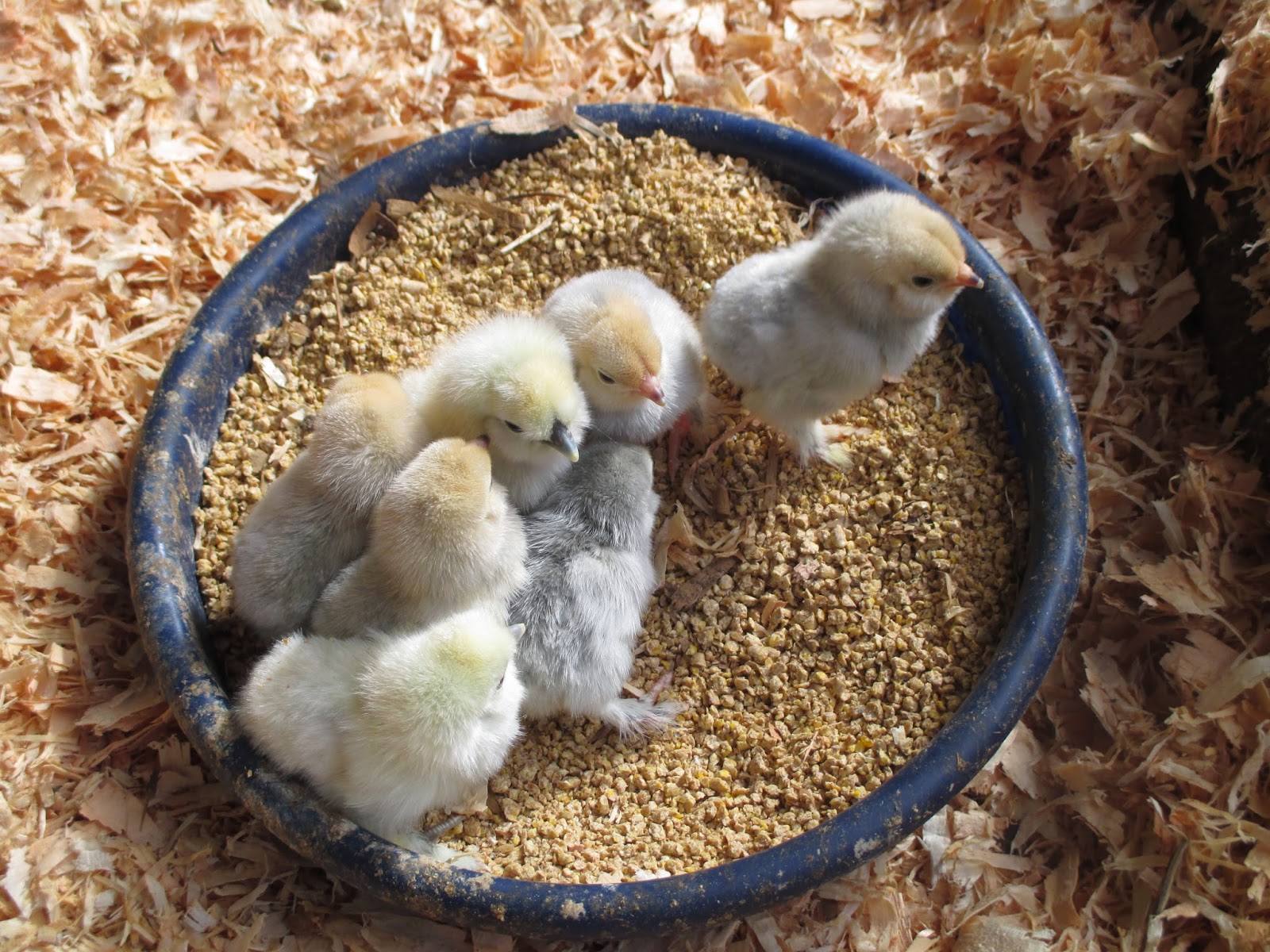 Just Chickens...: New d'Uccle Chicks ! ( With a couple of Silkies ...