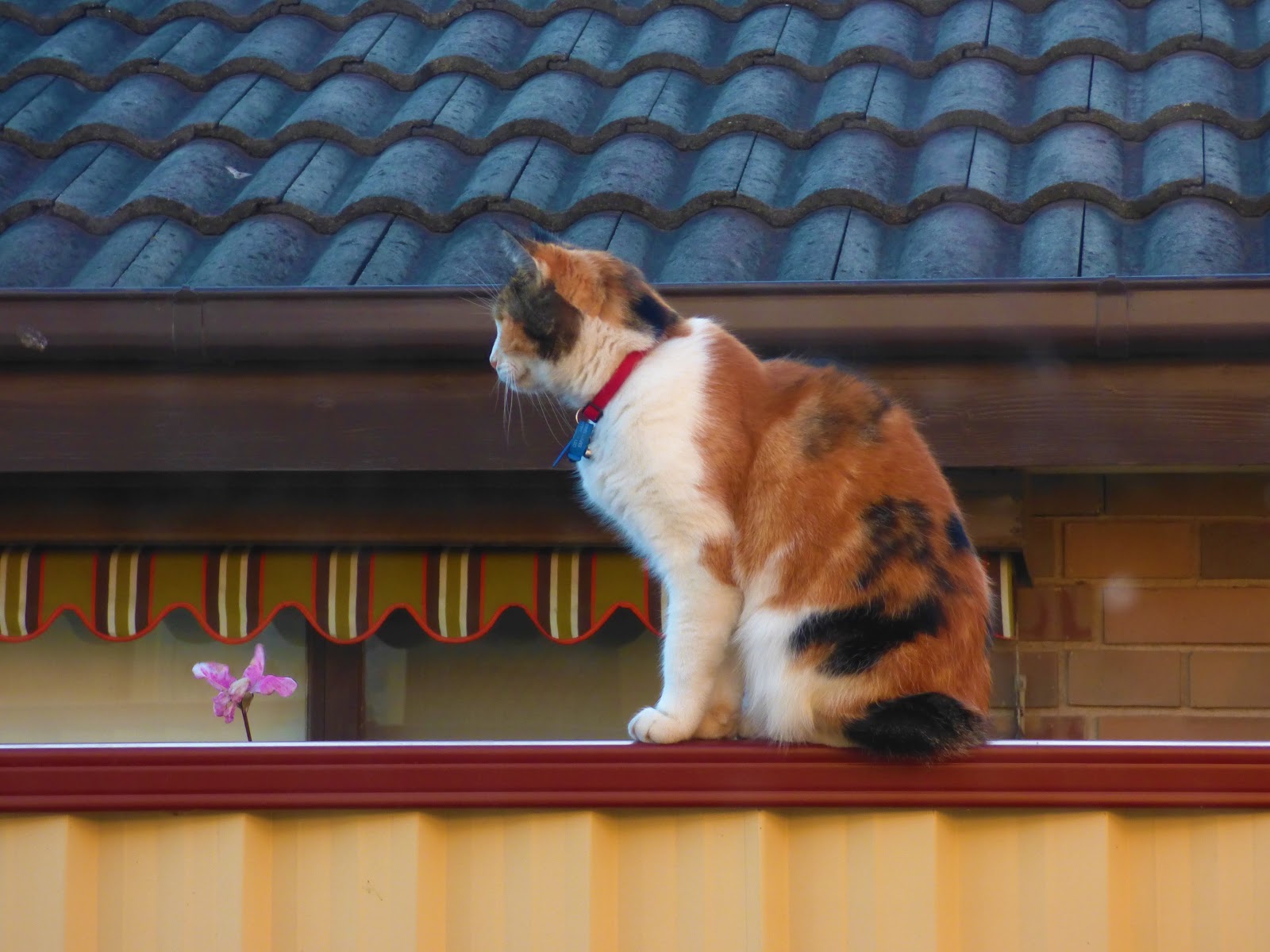 When Our Cat Family Becomes The Security Guard | Queentulip