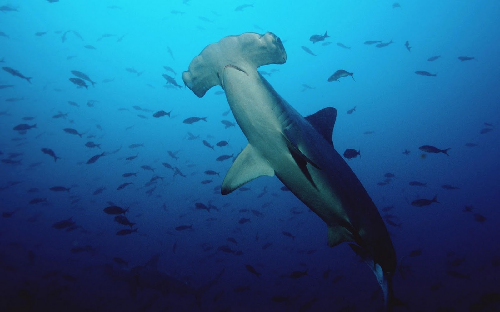 Blue Shark Images photos