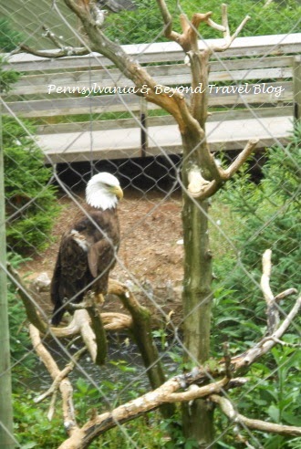 Pennsylvania & Beyond Travel Blog: ZooAmerica - North American Wildlife ...