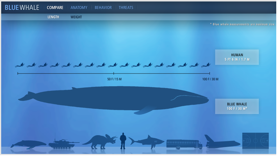 FMP: Blue Whale Interactive