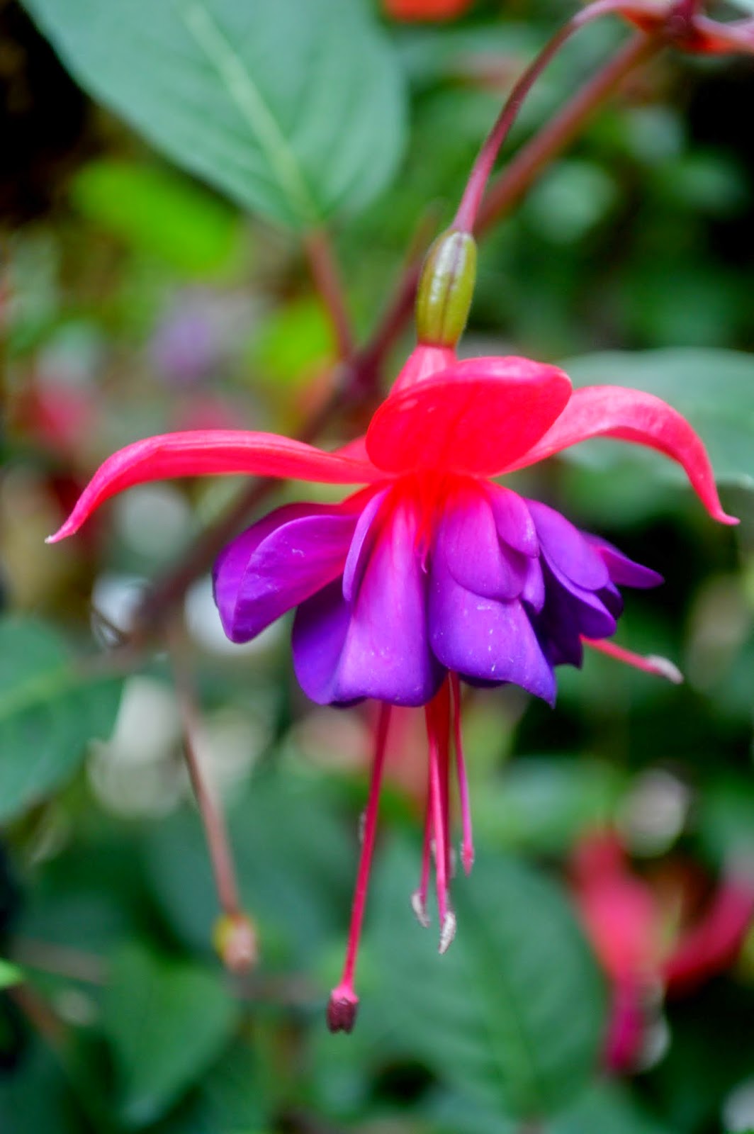 The Pless People: Sunset Beach Botanical Gardens