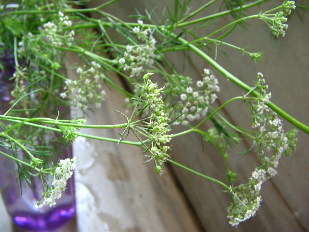 AnnaParabrahma: Growing Owa