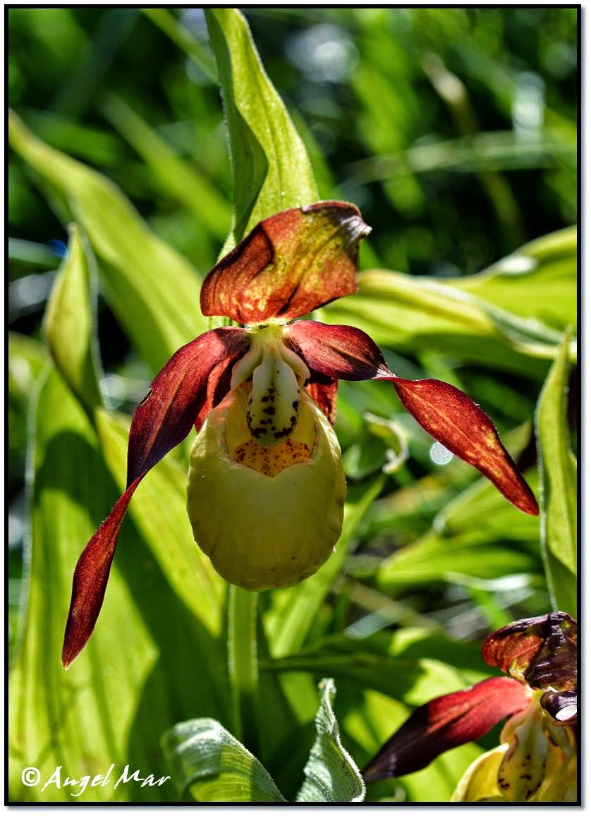 Orquídeas Blog de Angel Mar: Cypripedium calceolus - Zapatito de dama ...